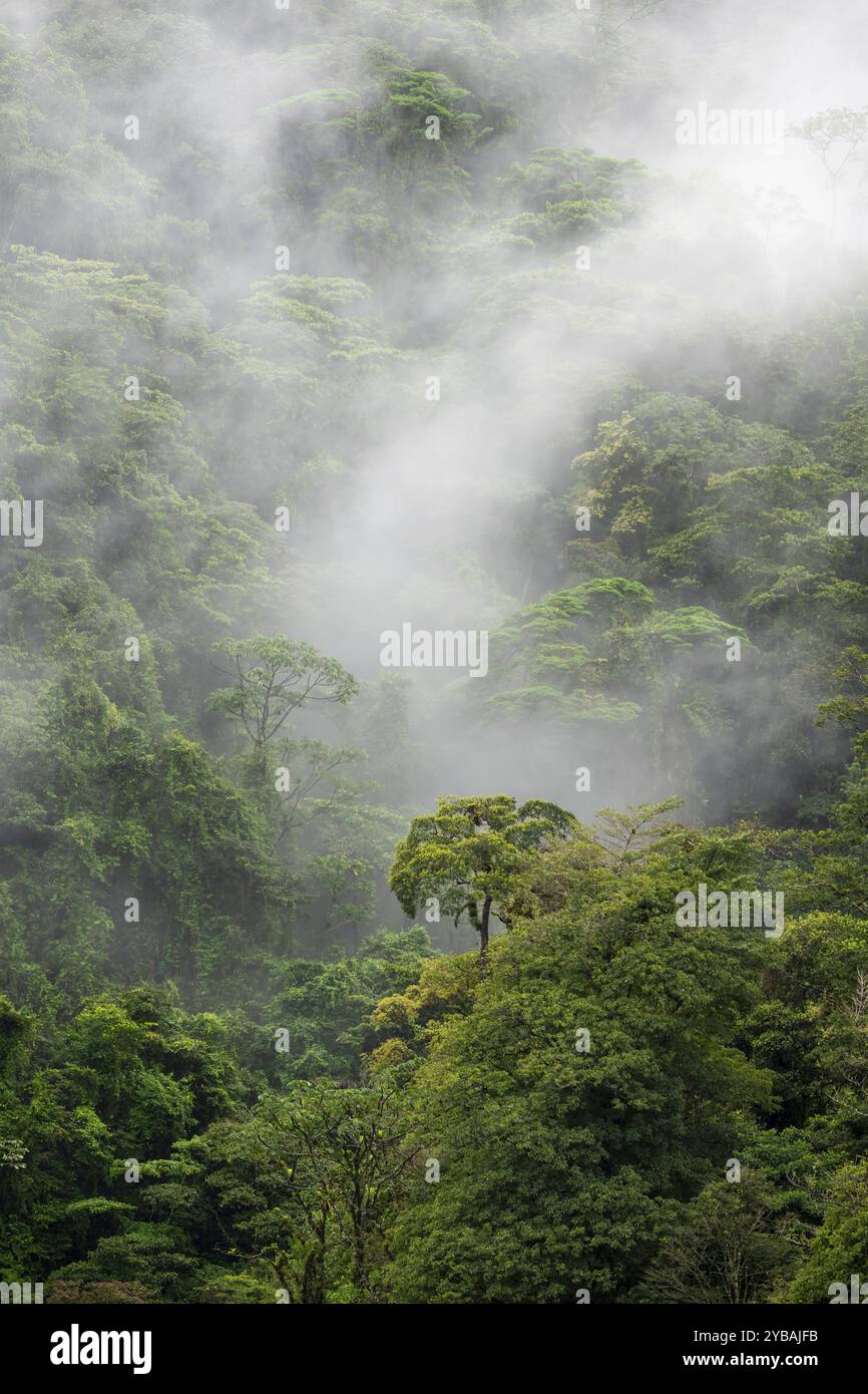 Fog drifts through the rainforest, treetops in the dense forest ...