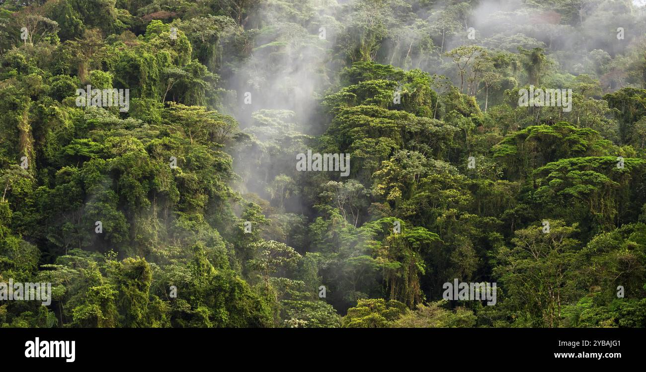 Fog drifts through the rainforest, treetops in the dense forest ...