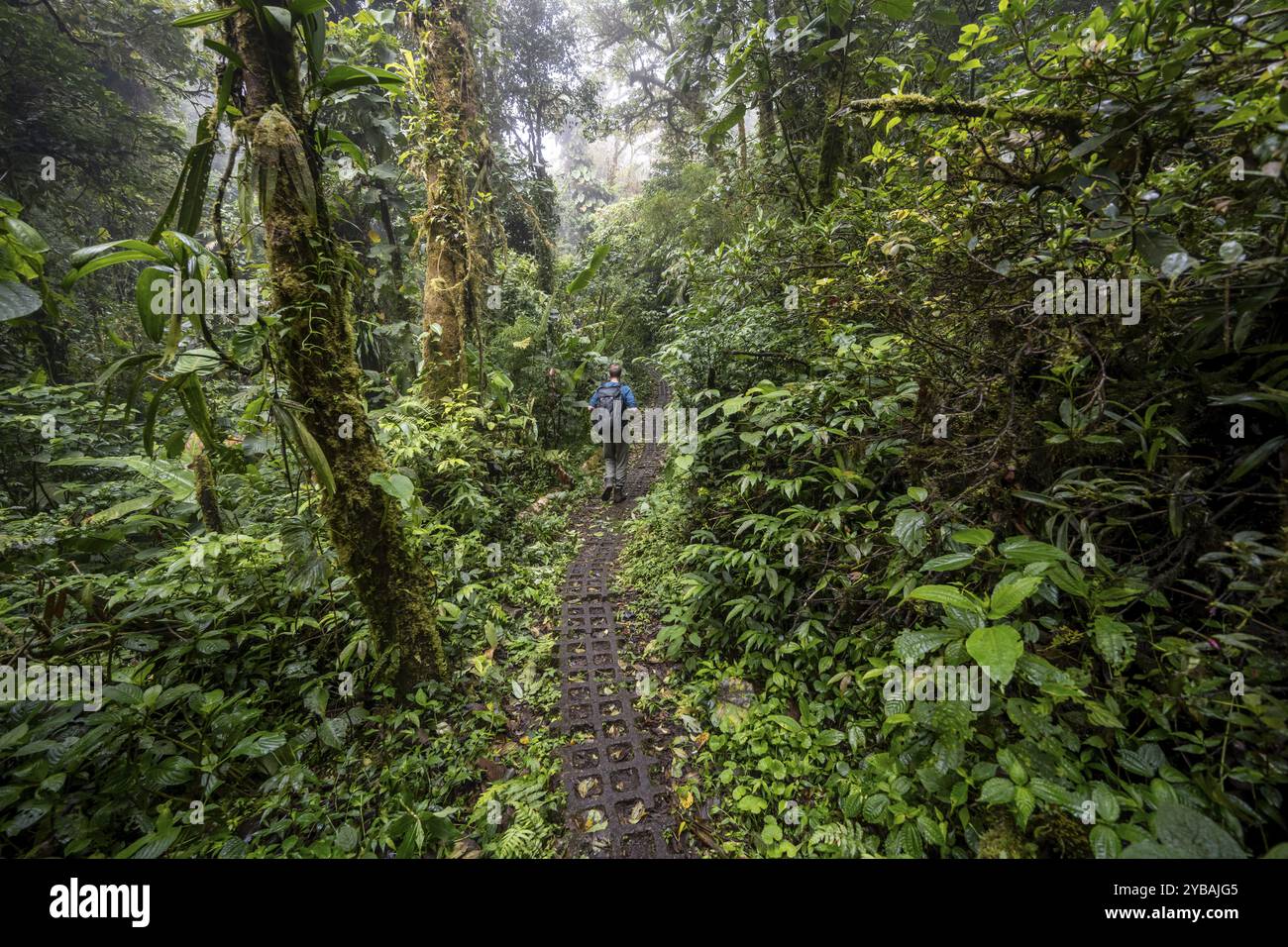 Hiker, tourist on a hiking trail in the rainforest, dense vegetation ...