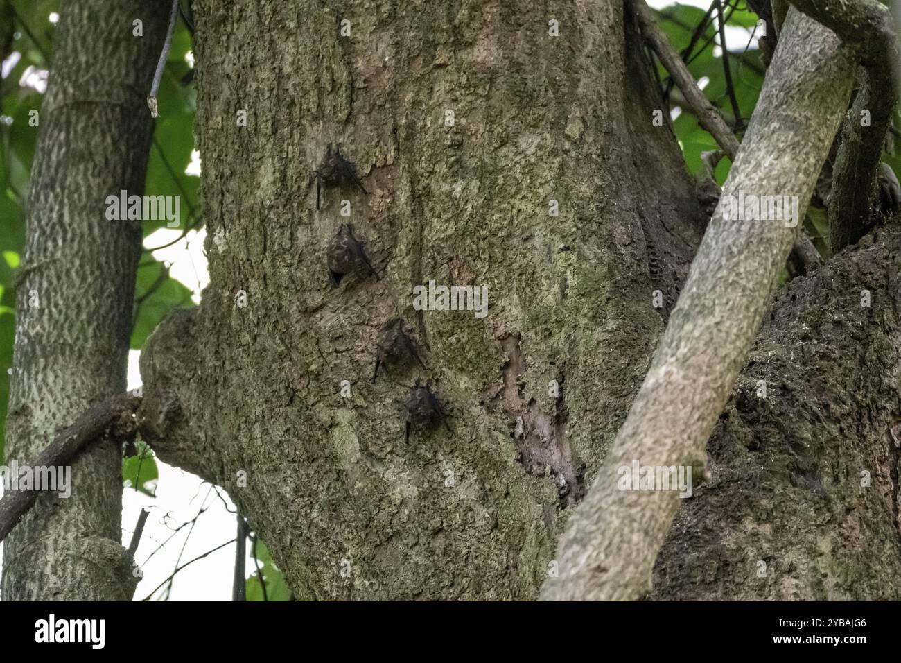 Bats hanging from a tree trunk, tropical rainforest, Corcovado National ...
