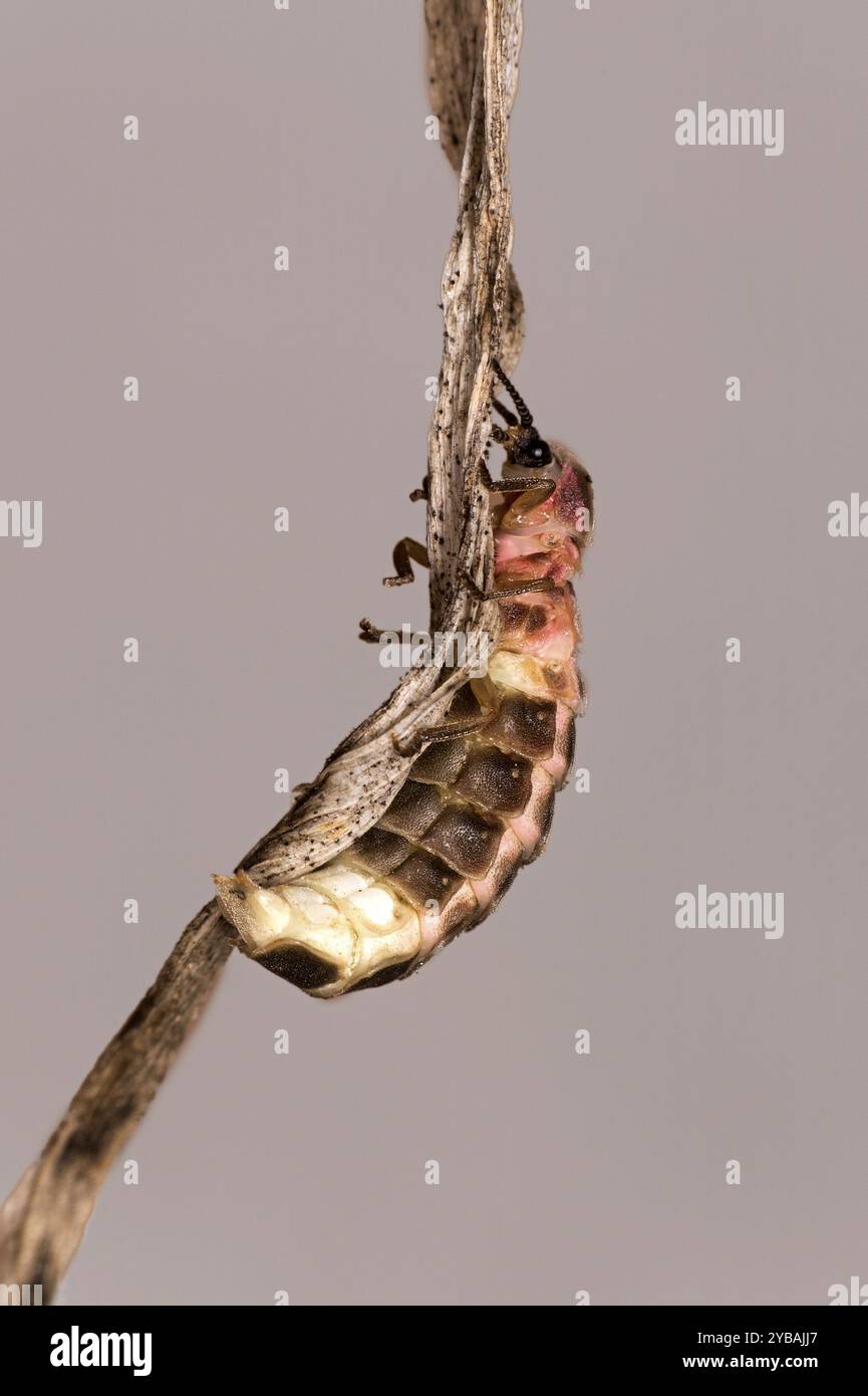 Flightless female of the Common glow-worm (Lampyris noctiluca), the ...