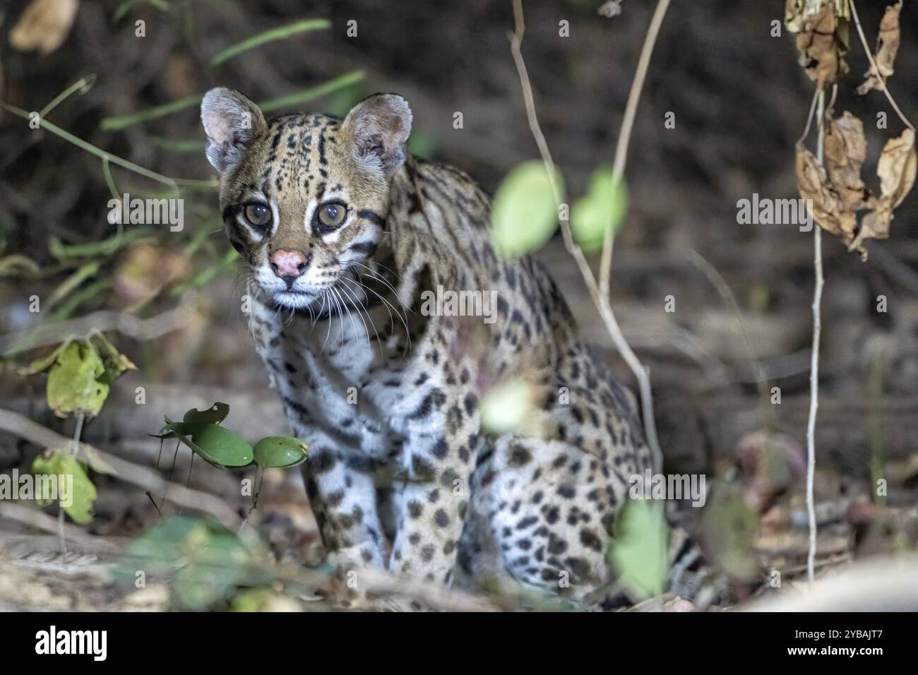 Ocelot (Leopardus pardalis), at night, hidden, attentive, Pantanal ...