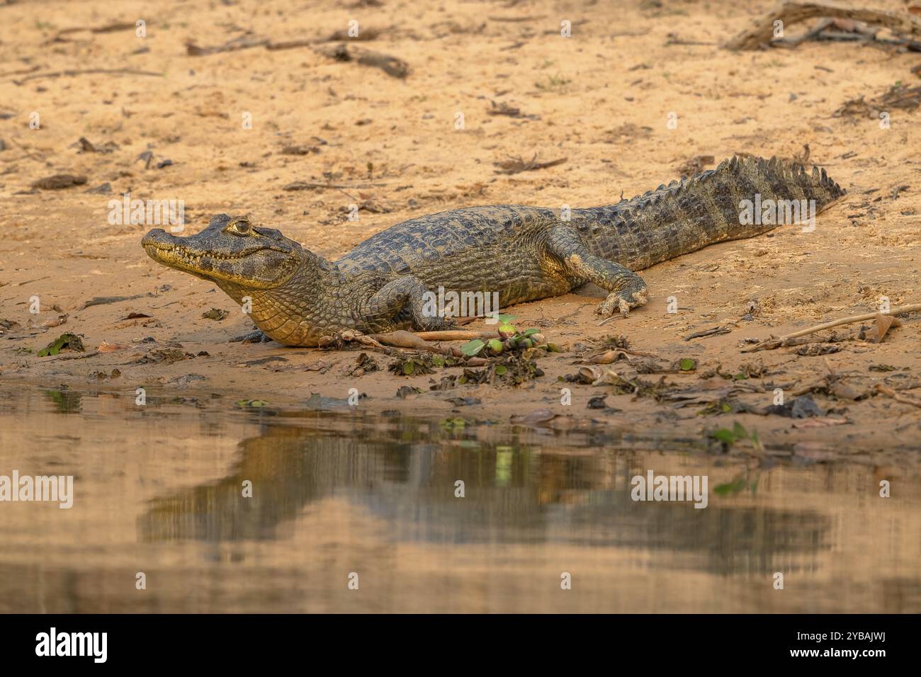 Caiman (Caimaninae), Alligator (Alligatoridae), Crocodile (Crocodylia ...