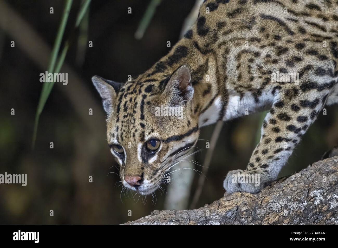 Ocelot (Leopardus pardalis), animal portrait, at night, Pantanal ...