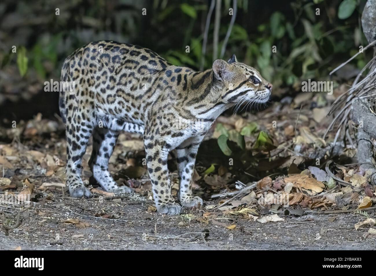 Ocelot (Leopardus pardalis), Pantanal, inland, wetland, UNESCO ...