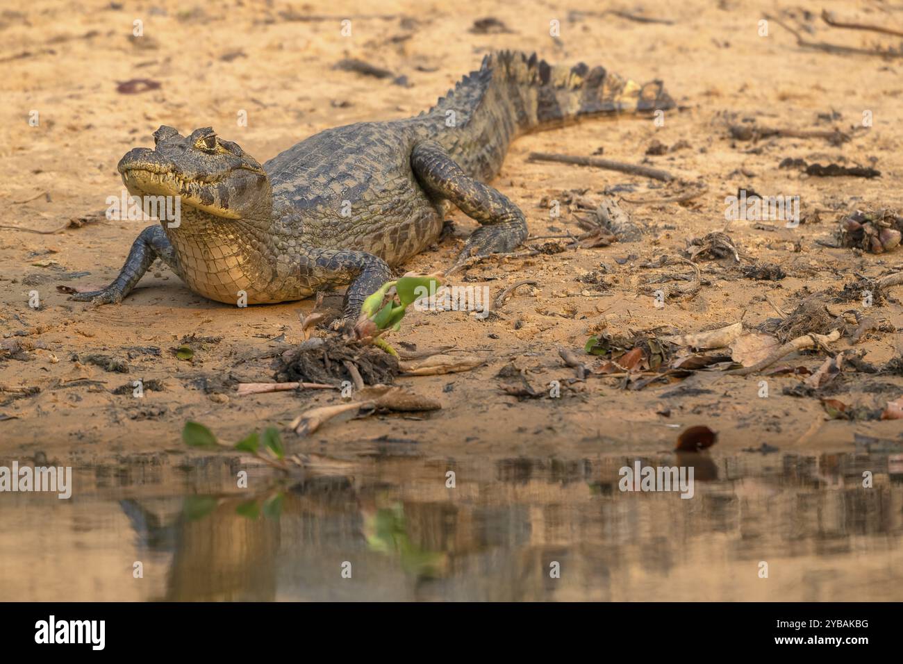Caiman (Caimaninae), Crocodile (Alligatoridae), crocodile (Crocodylia ...