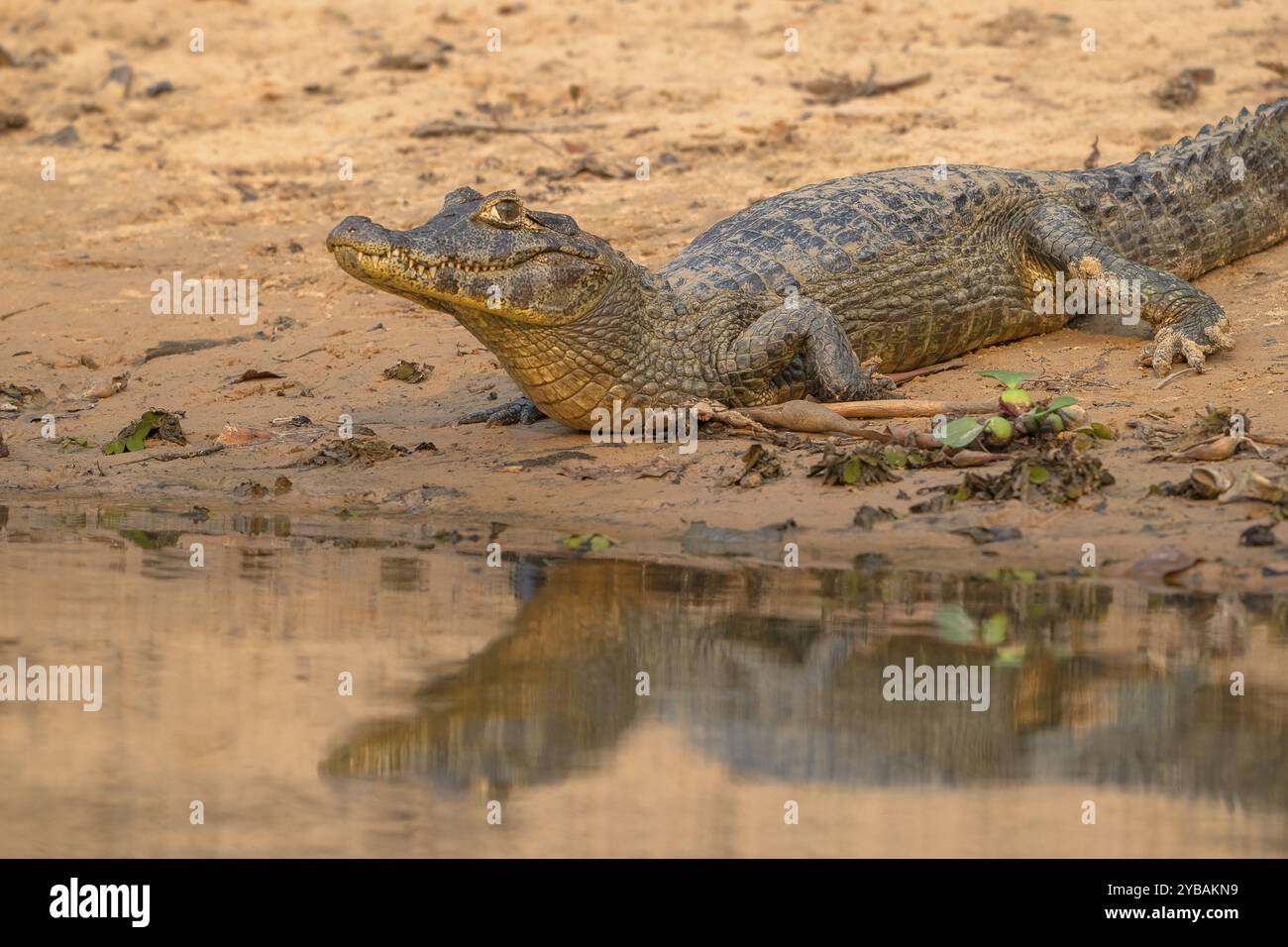Caiman (Caimaninae), Alligator (Alligatoridae), Crocodile (Crocodylia ...
