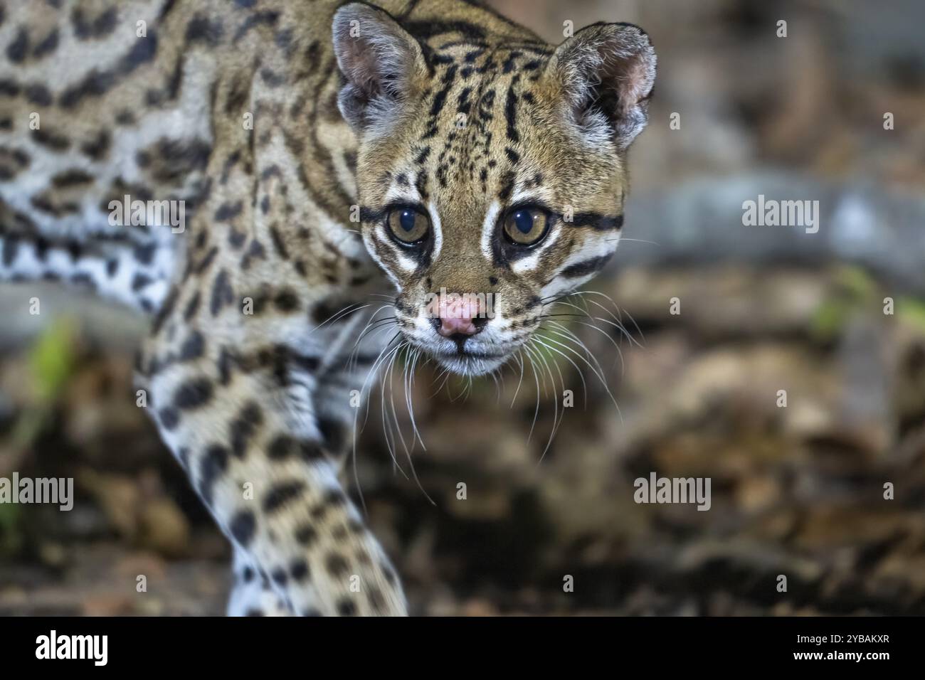 Ocelot (Leopardus pardalis), Pantanal, inland, wetland, UNESCO ...