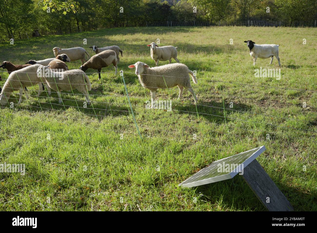Electric fence for herd protection, wolf prevention, wolf prevention ...