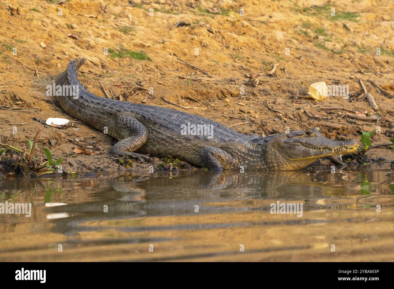 Caiman (Caimaninae), Crocodile (Alligatoridae), crocodile (Crocodylia ...