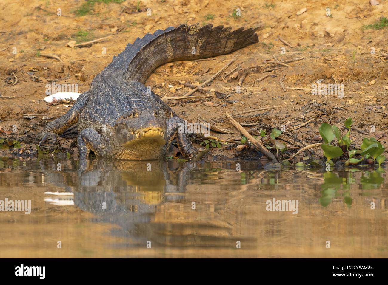 Caiman (Caimaninae), Crocodile (Alligatoridae), crocodile (Crocodylia ...
