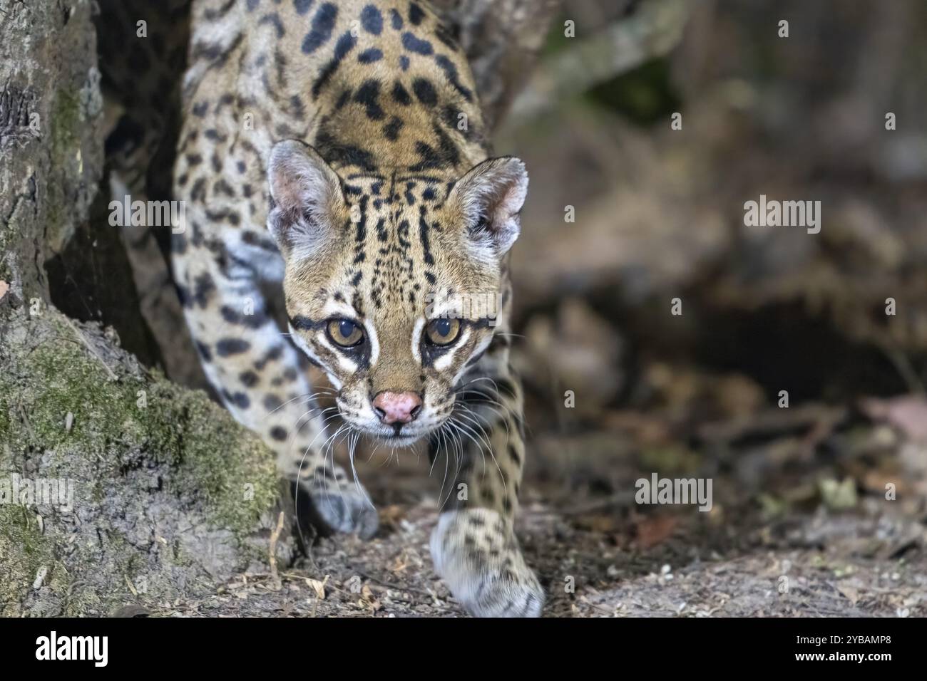 Ocelot (Leopardus pardalis), animal portrait, at night, Pantanal ...