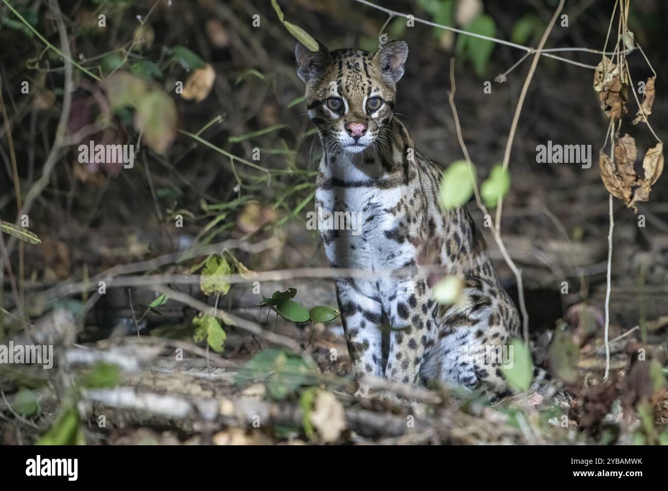 Ocelot (Leopardus pardalis), Pantanal, inland, wetland, UNESCO ...