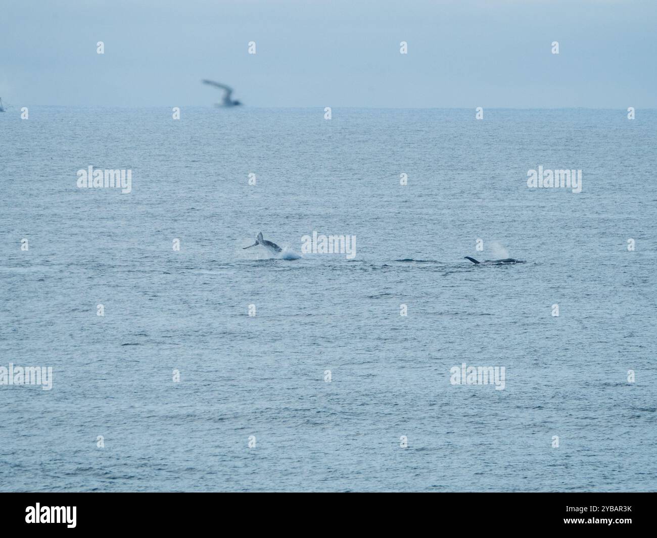 Whales splashing about while migrating south down the East coast of ...