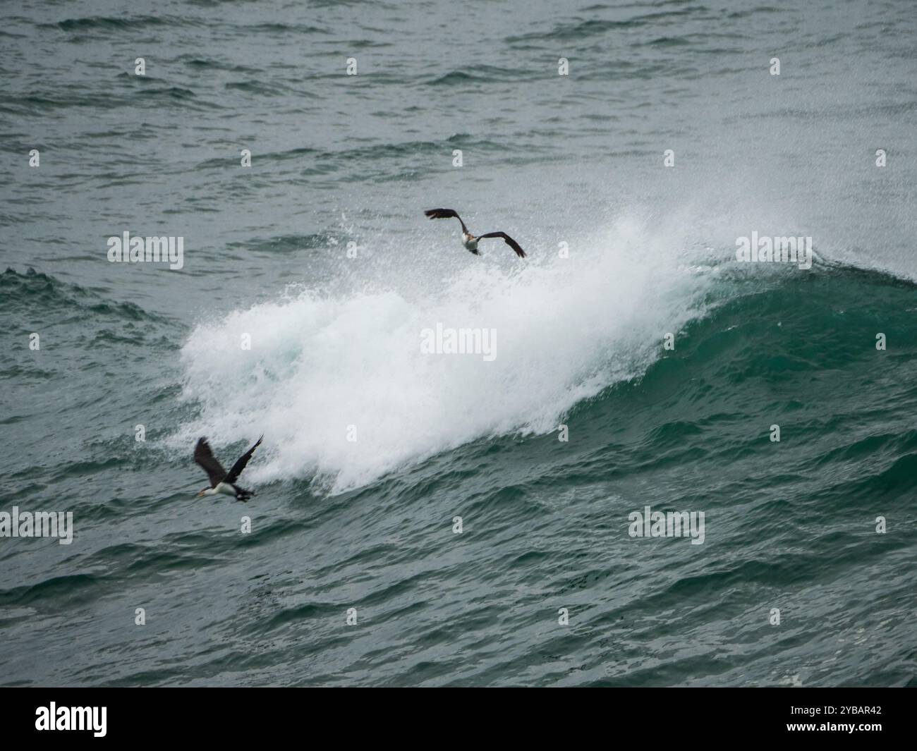 Two Pied Cormorants, birds flying over to land on crashing sea waves ...