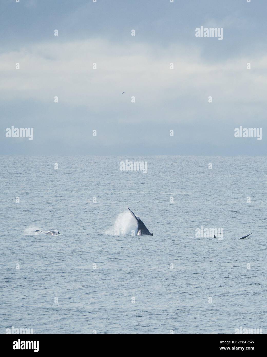 Whales splashing about while migrating south down the East coast of ...