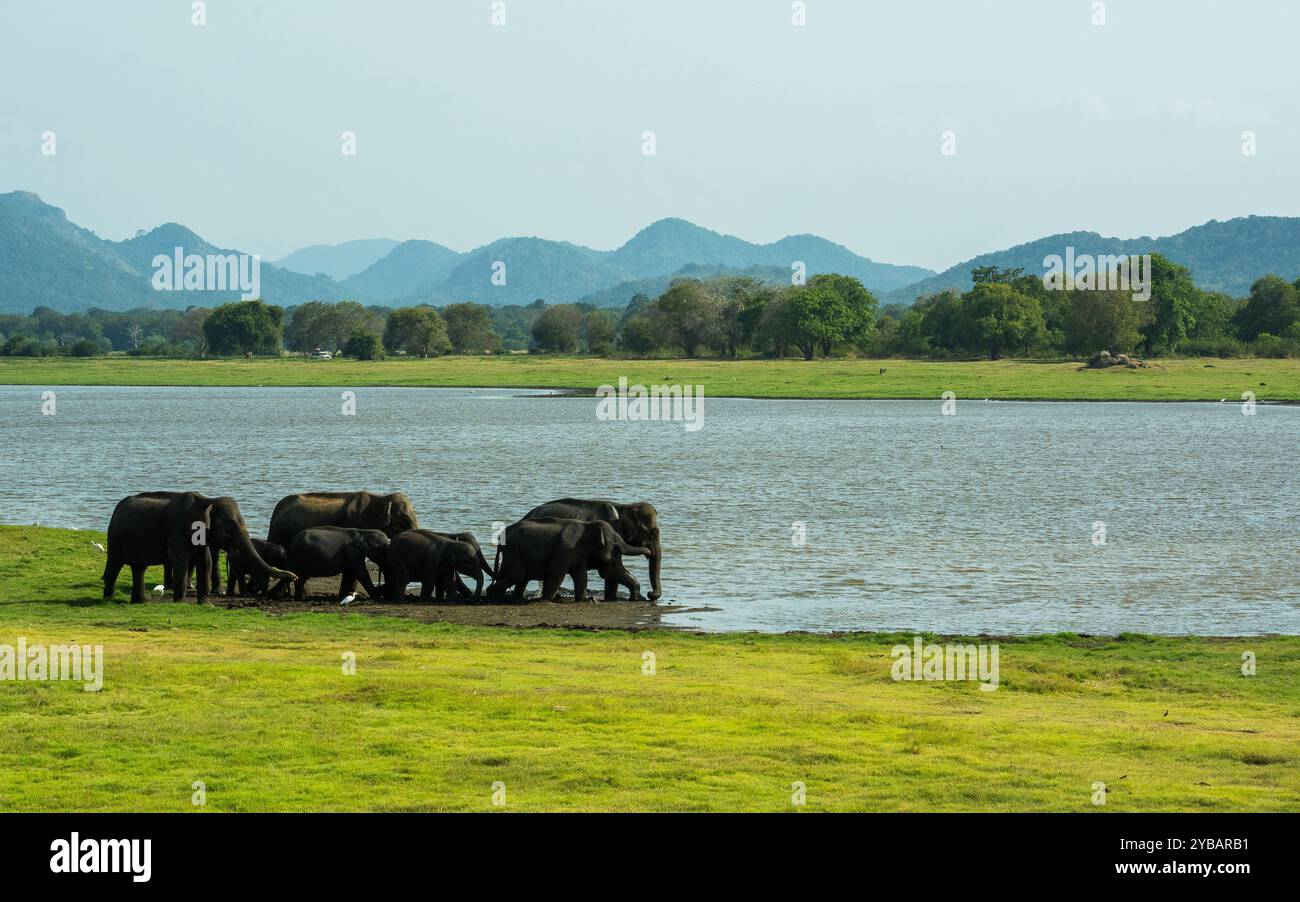 Run to the Water Stock Photo - Alamy