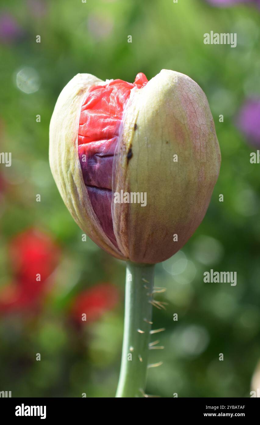 Garden red poppy hi-res stock photography and images - Alamy
