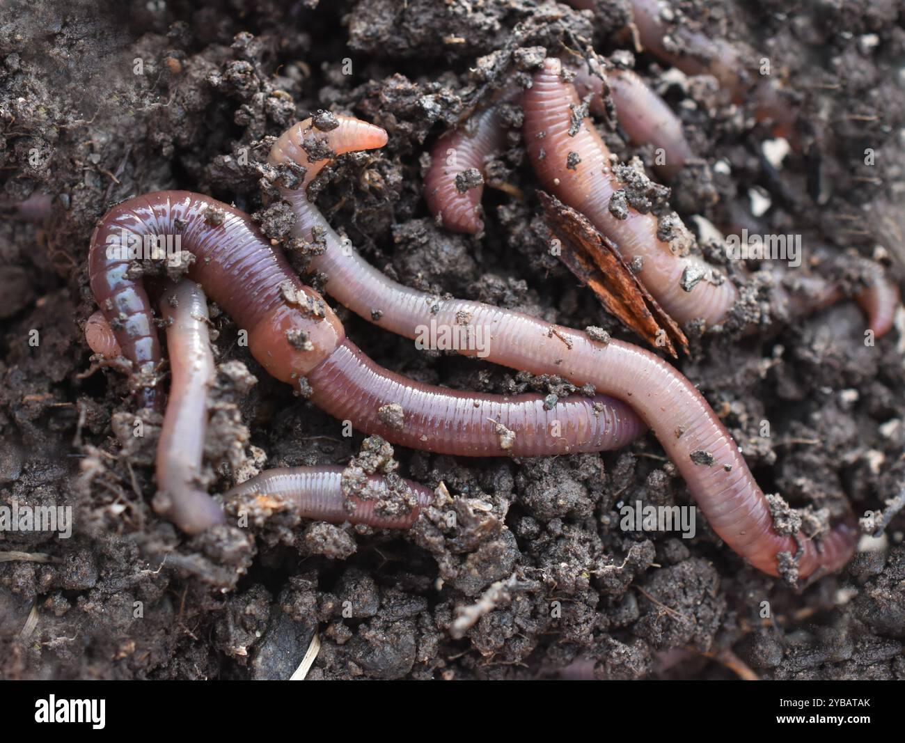 Worm mold hi-res stock photography and images - Alamy