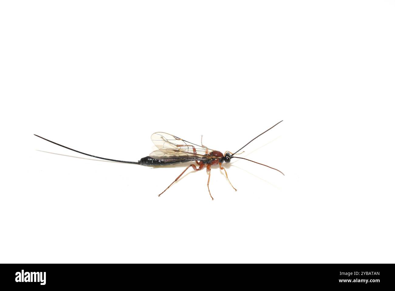 Ichneumon wasp on white hi-res stock photography and images - Alamy