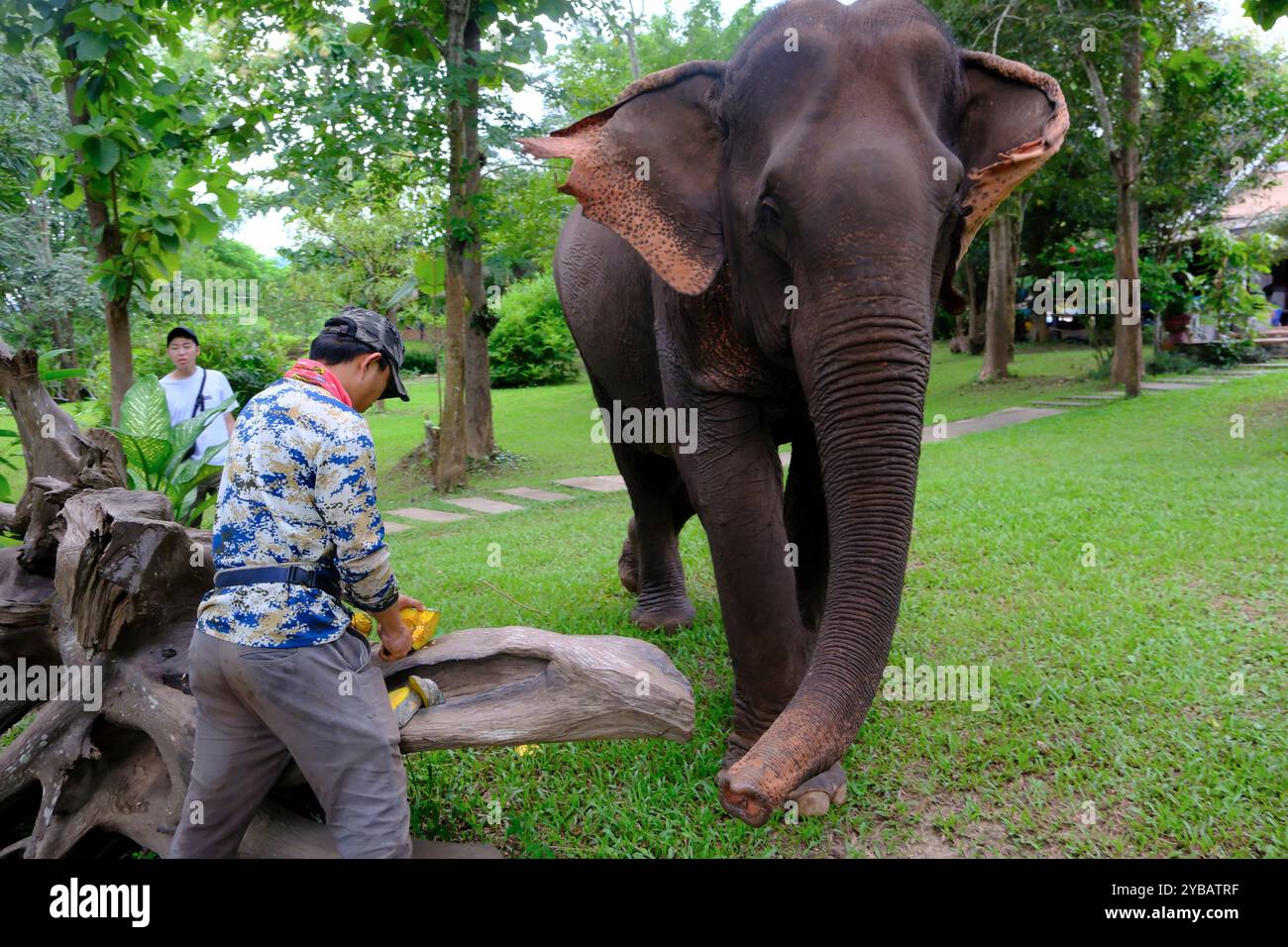 The mahout preparing food for an elephant inside Elephant Village ...