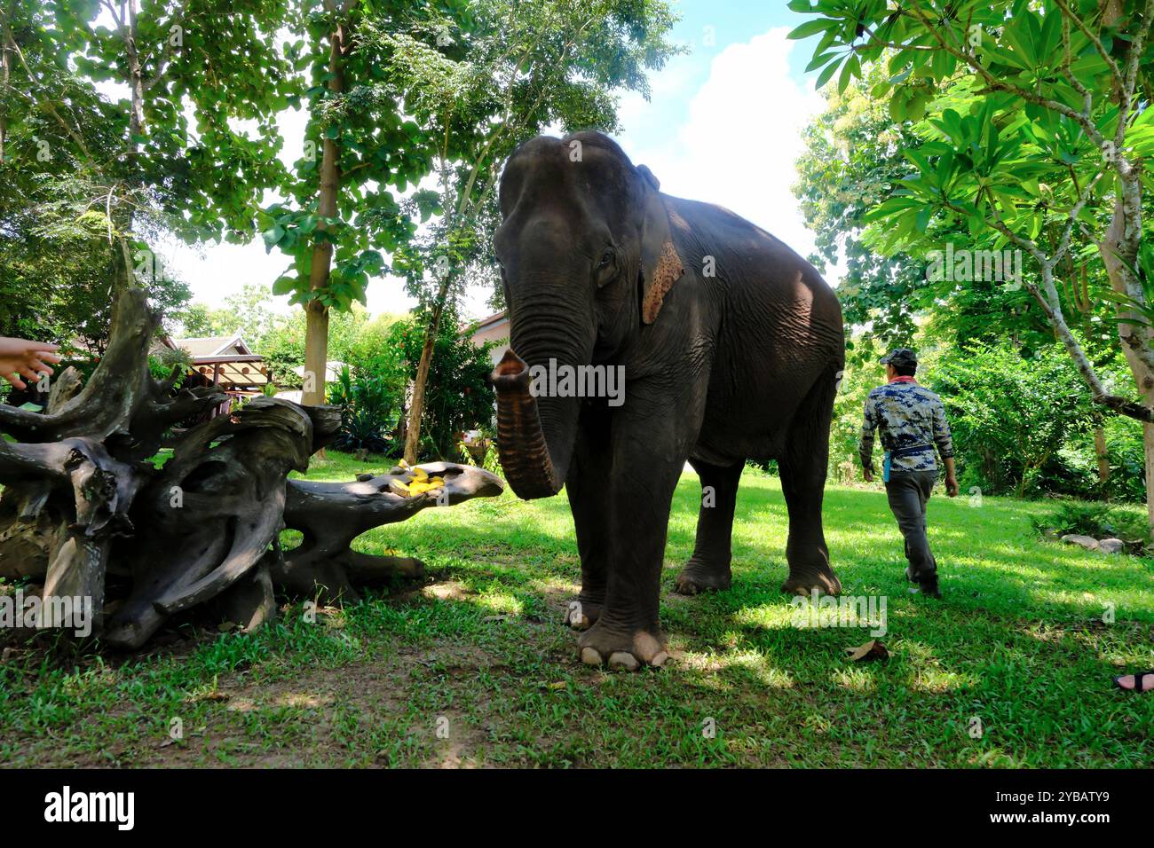 A mahout with an elephant in Elephant Village Sanctuary & Resort. Luang ...