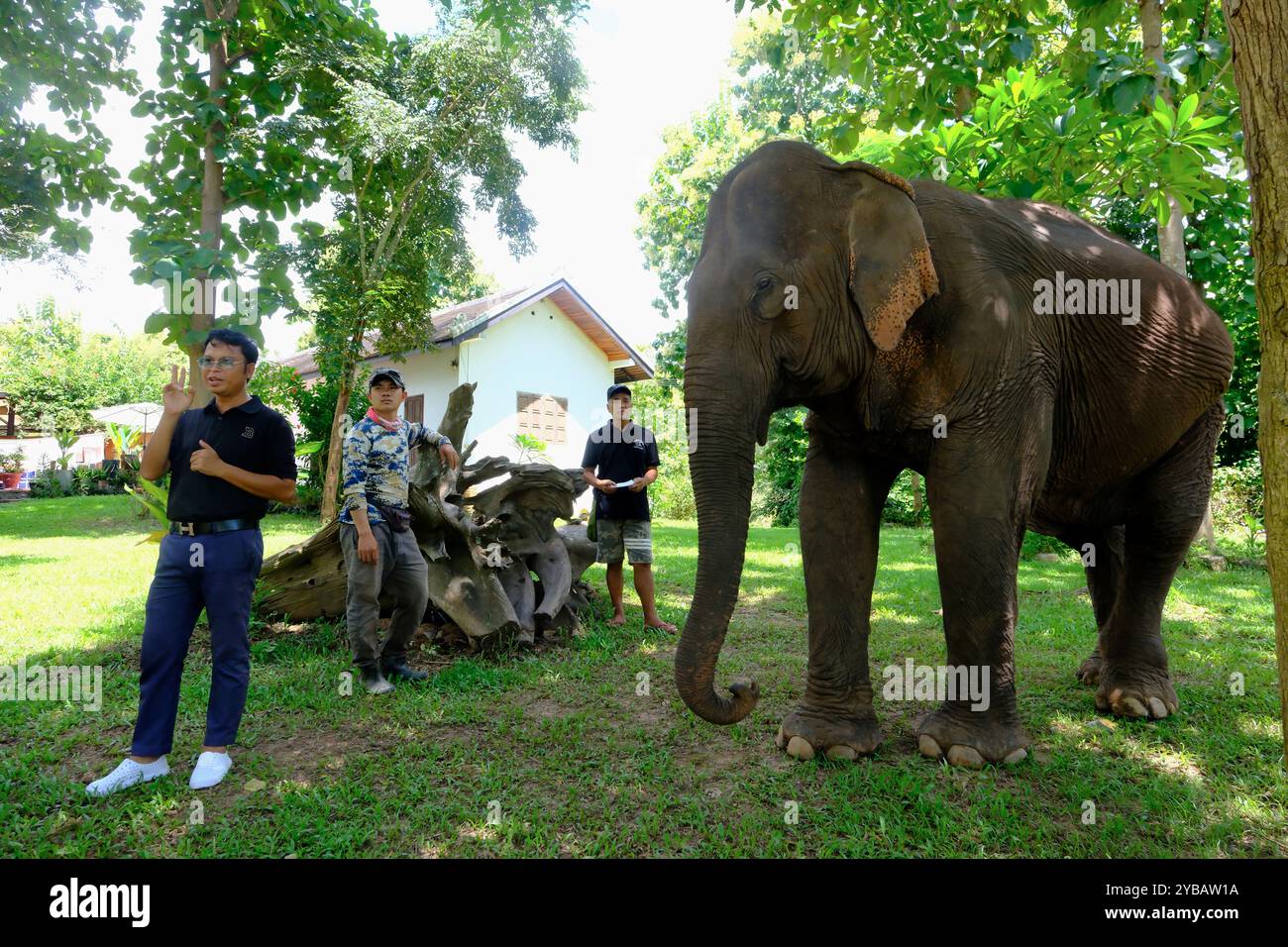 The guide and mahout with an elephant in Elephant Village Sanctuary ...