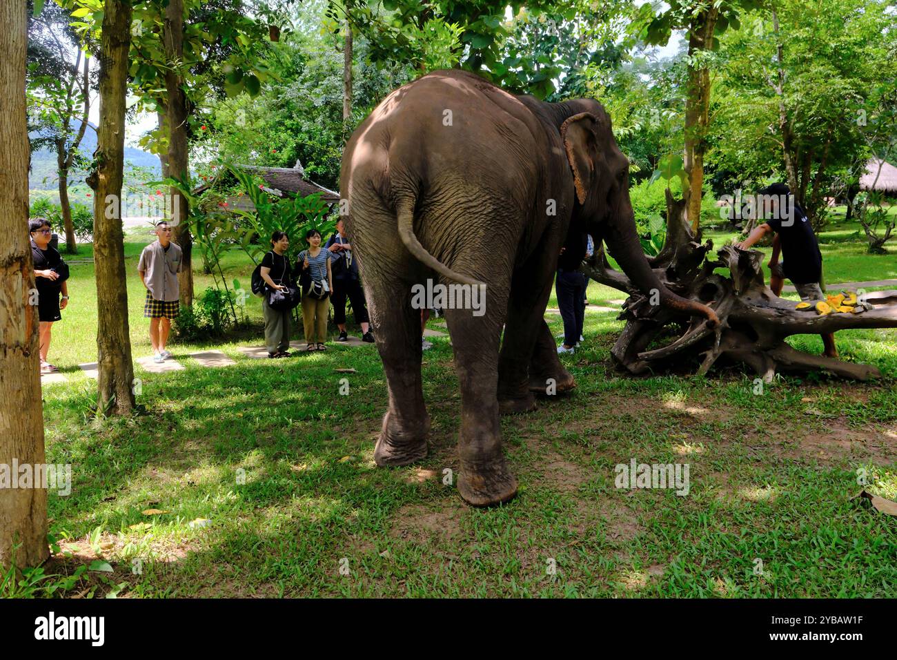 Visitors with an elephant in Elephant Village Sanctuary & Resort. Luang ...