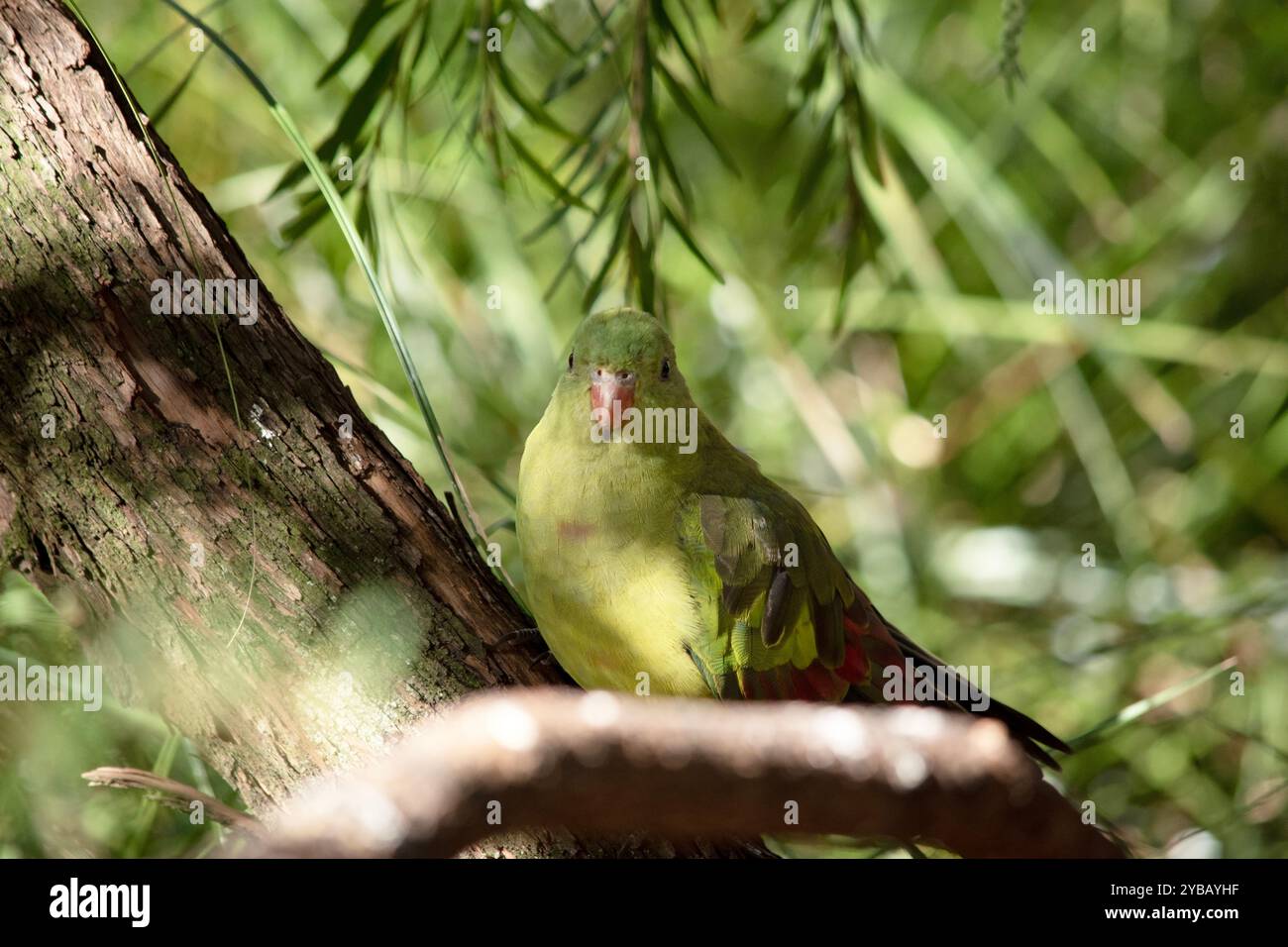 The female regent parrot is all light green. It has yellow shoulder ...