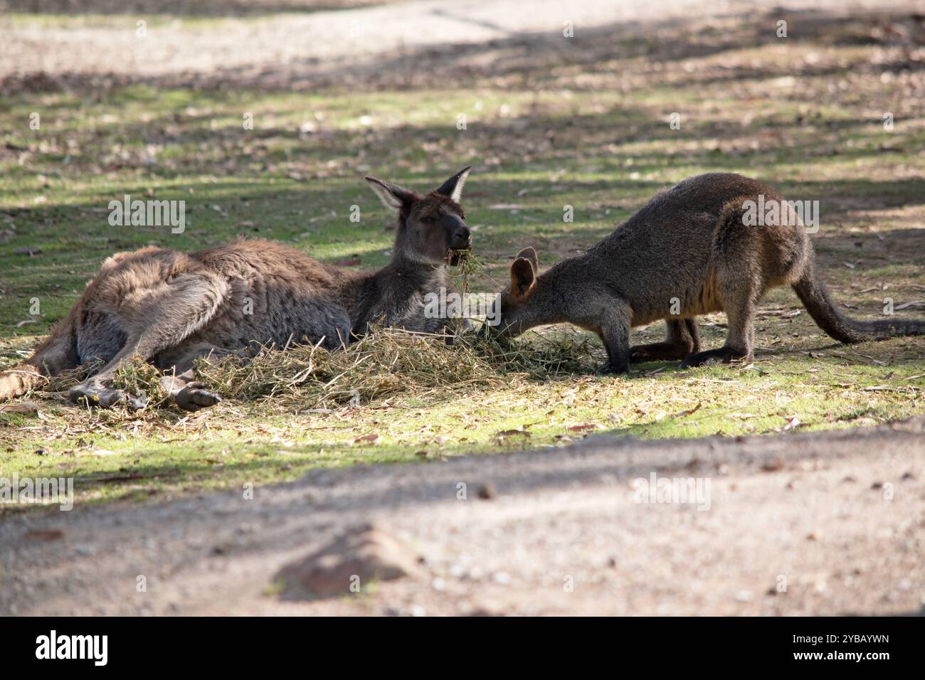 the swamp wallaby and the Kangaroo Island kangaroo are eating together ...
