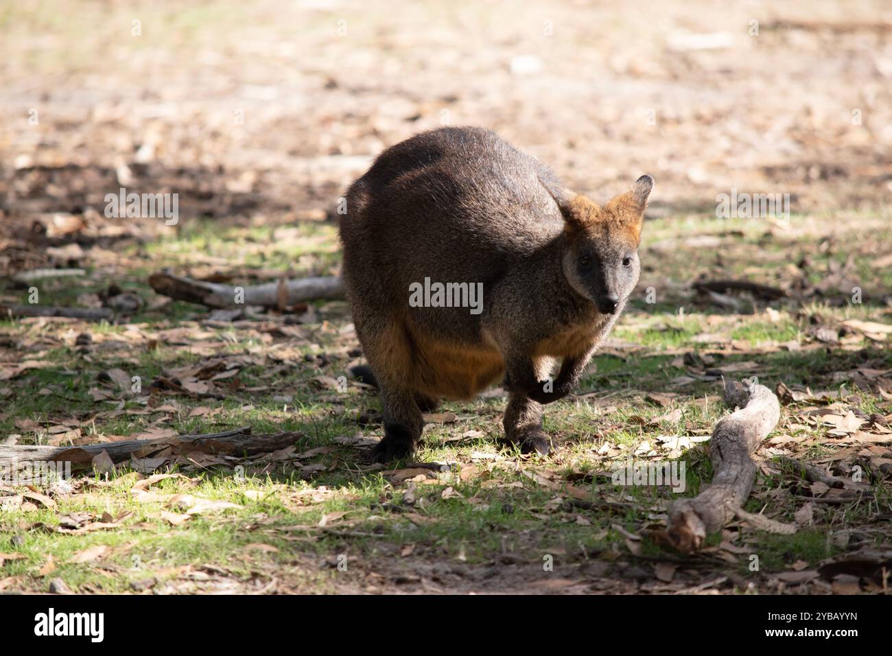 The swamp wallaby has dark brown fur, often with lighter rusty patches ...