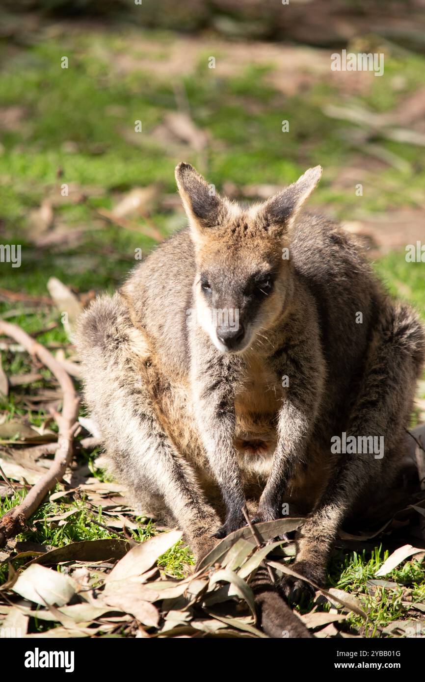 The swamp wallaby has dark brown fur, often with lighter rusty patches ...
