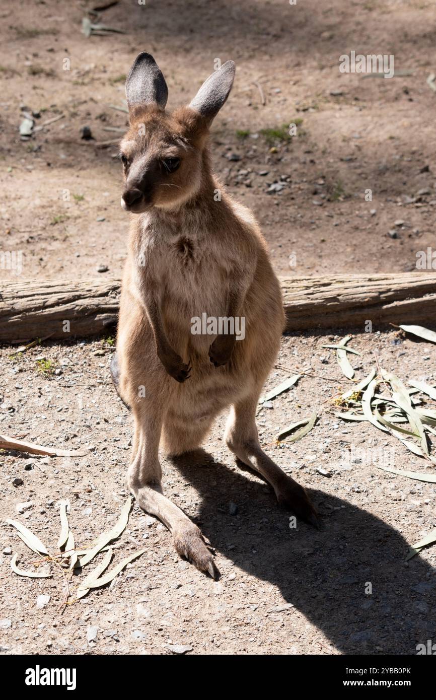 Western grey are large, muscular animals. they are grayish-brown to ...