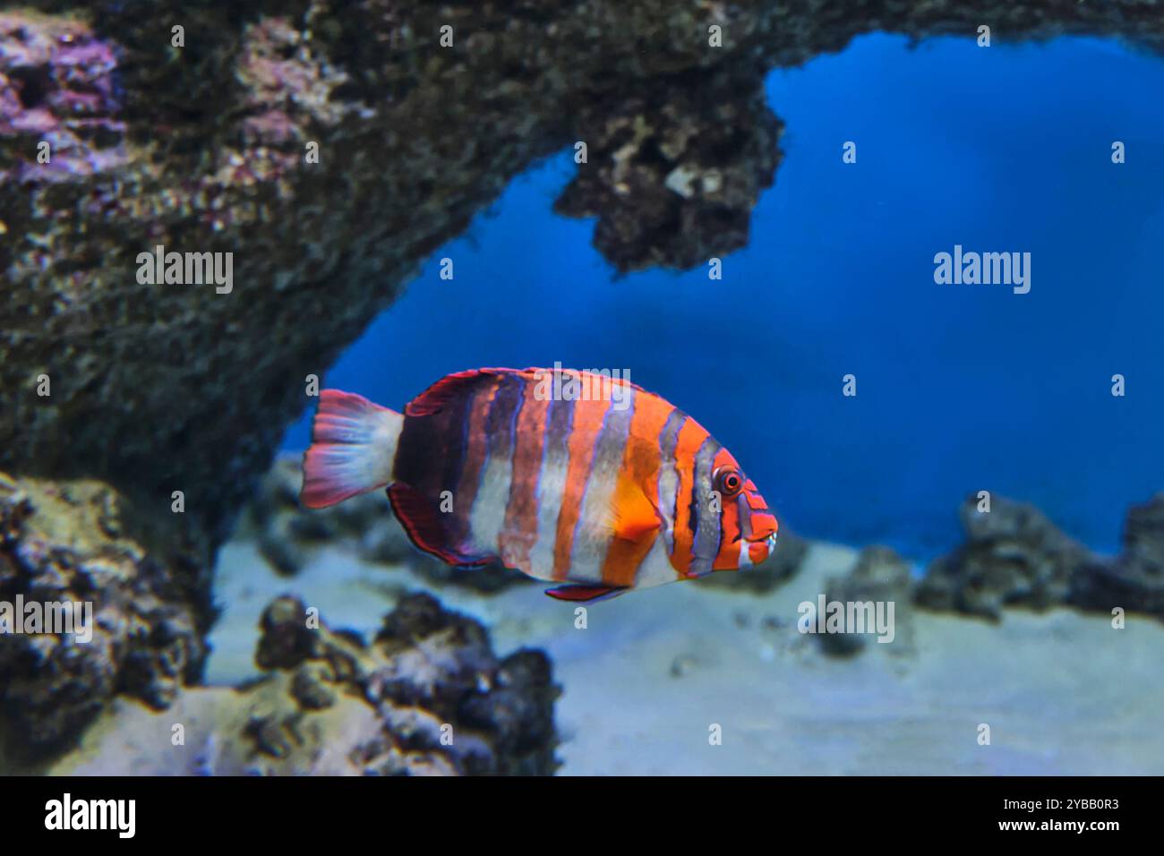 Harlequin Tuskfish swimming near colorful coral formations. Underwater ...