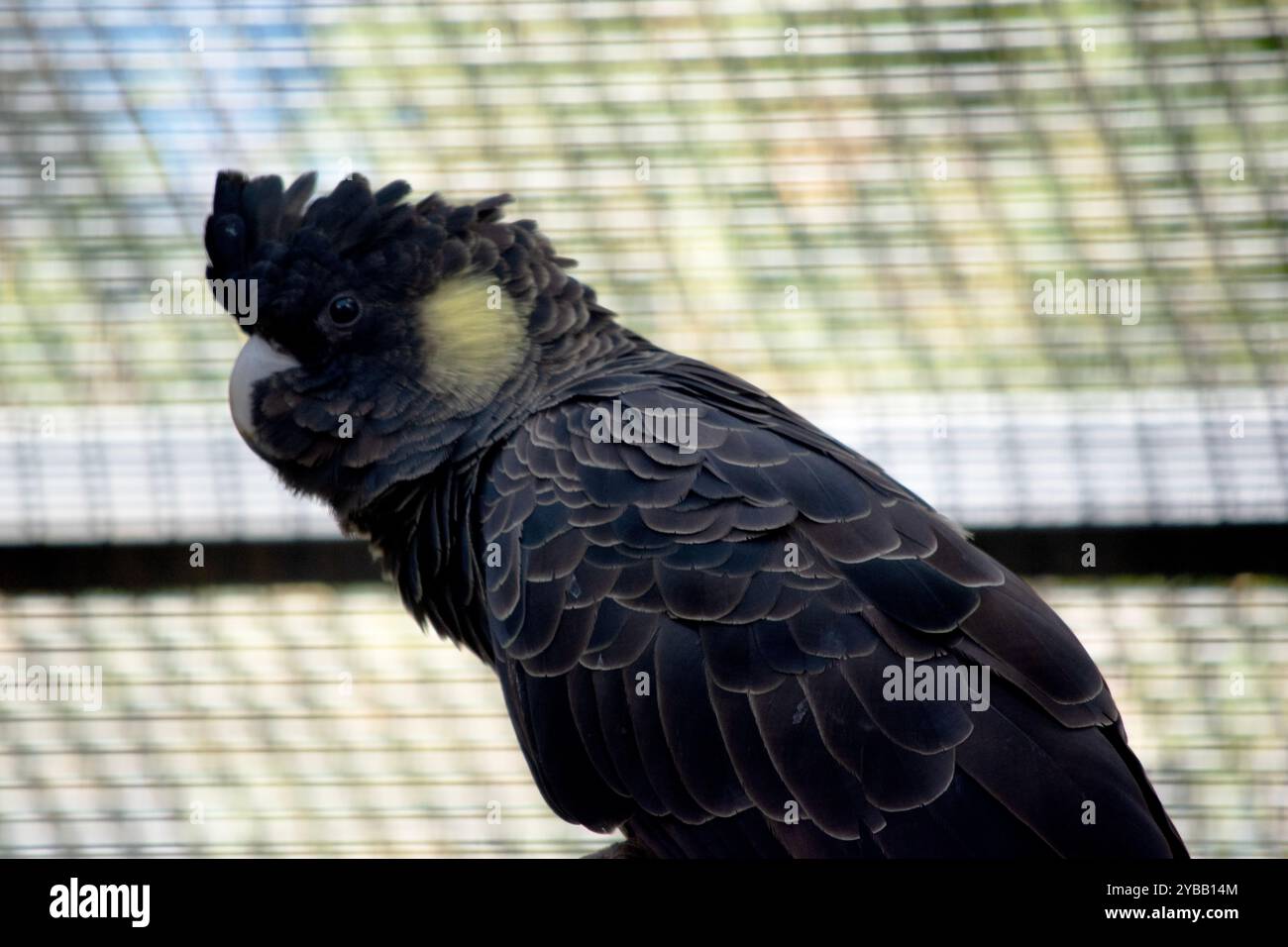 the yellow tailed cockatoo is a black bird with yellow edging on its ...
