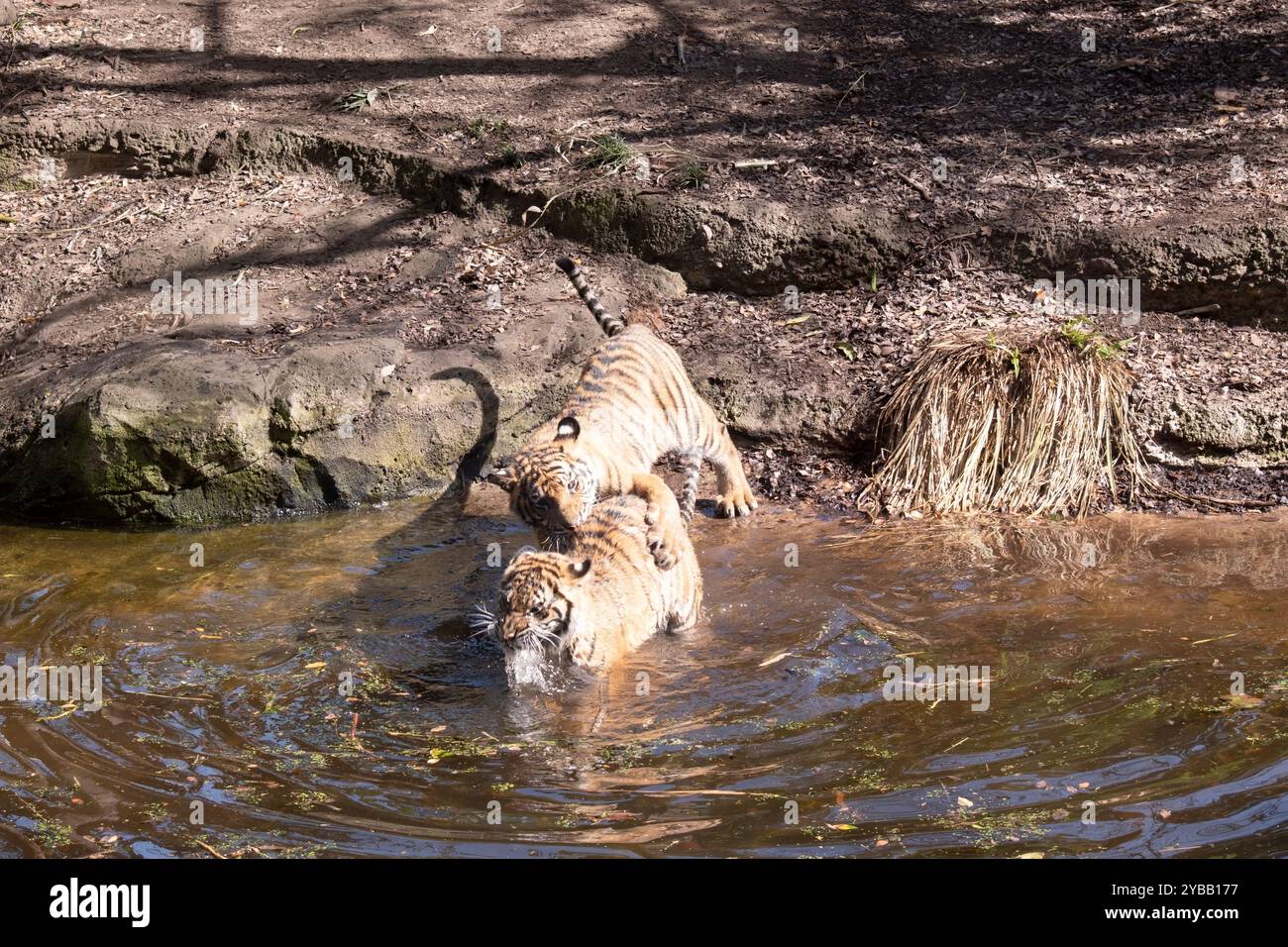 Young tigers have a coat of golden fur with dark stripes, the tiger is ...
