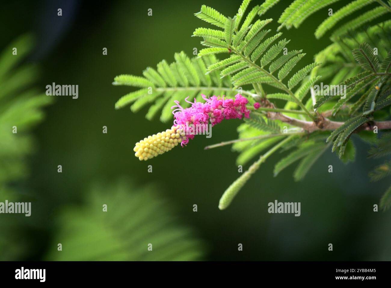 Kalahari Christmas tree (Dichrostachys cinerea) with green leaves and ...