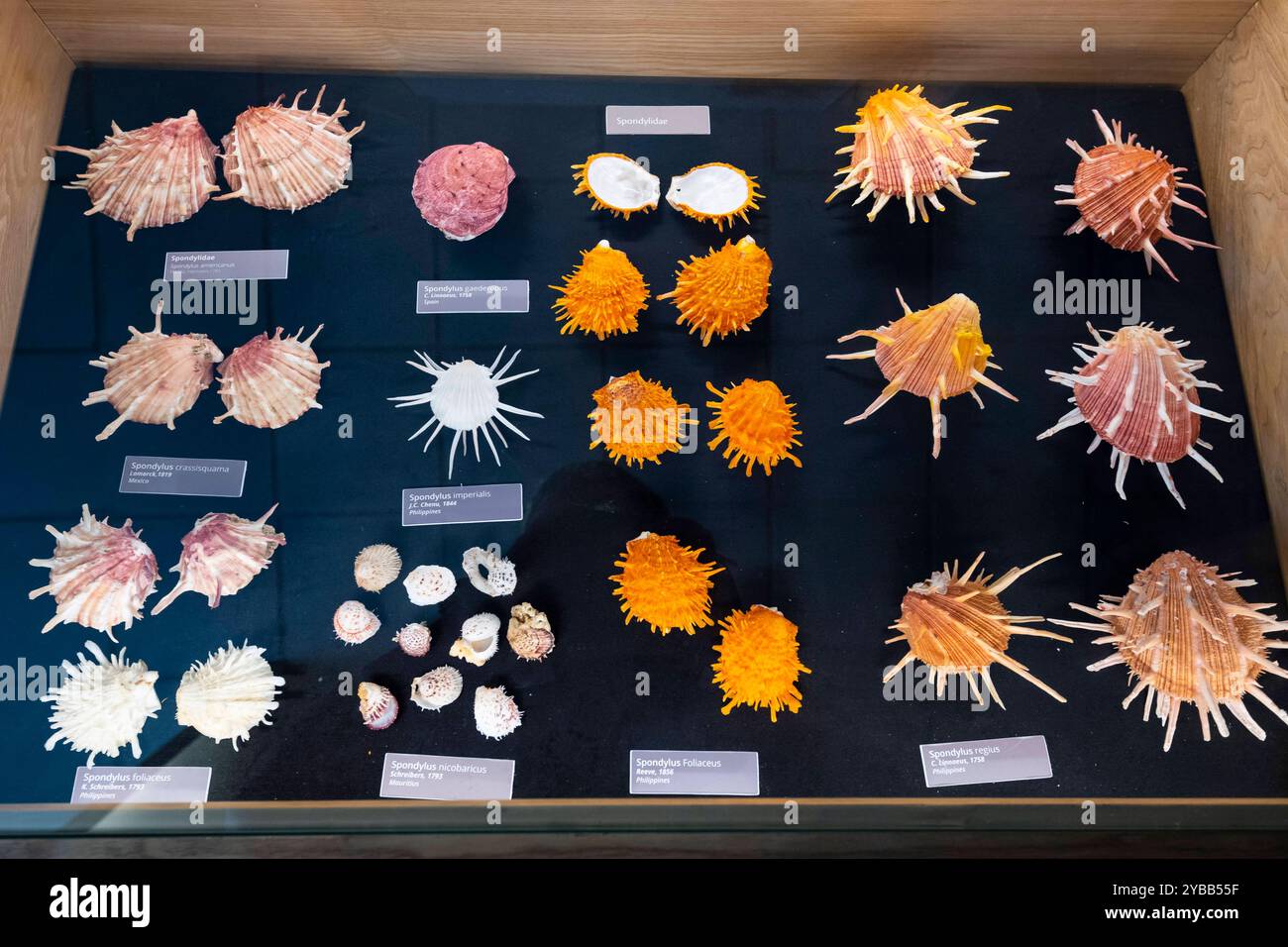 Museum, Ausstellung World of Seashells , Gattung Sponsylidae, Bel Ombre ...
