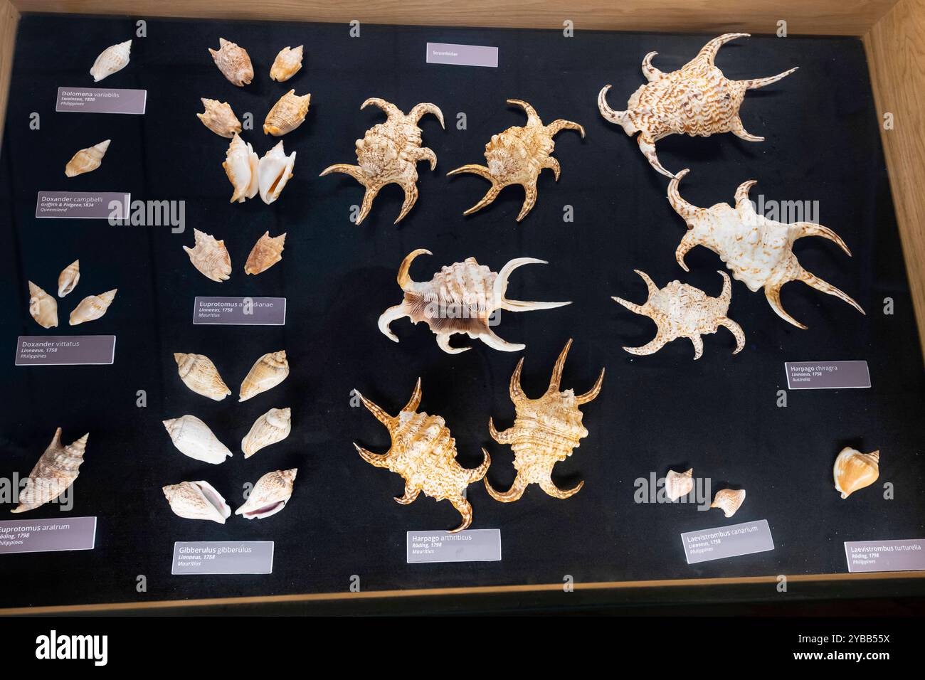 Museum, Ausstellung World of Seashells , Gattung Strombidae, Bel Ombre ...
