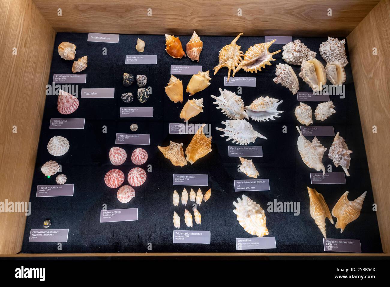 Museum, Ausstellung World of Seashells , Gattung Strombidae ...
