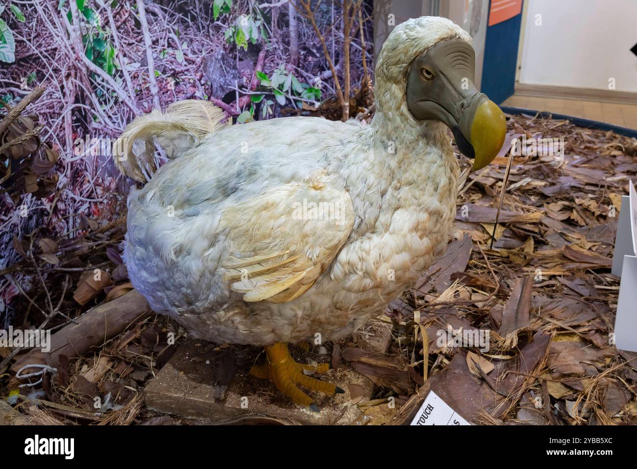 Dodo oder auch die Dronte, seltener Doudo oder Dudu Raphus cucullatus ...