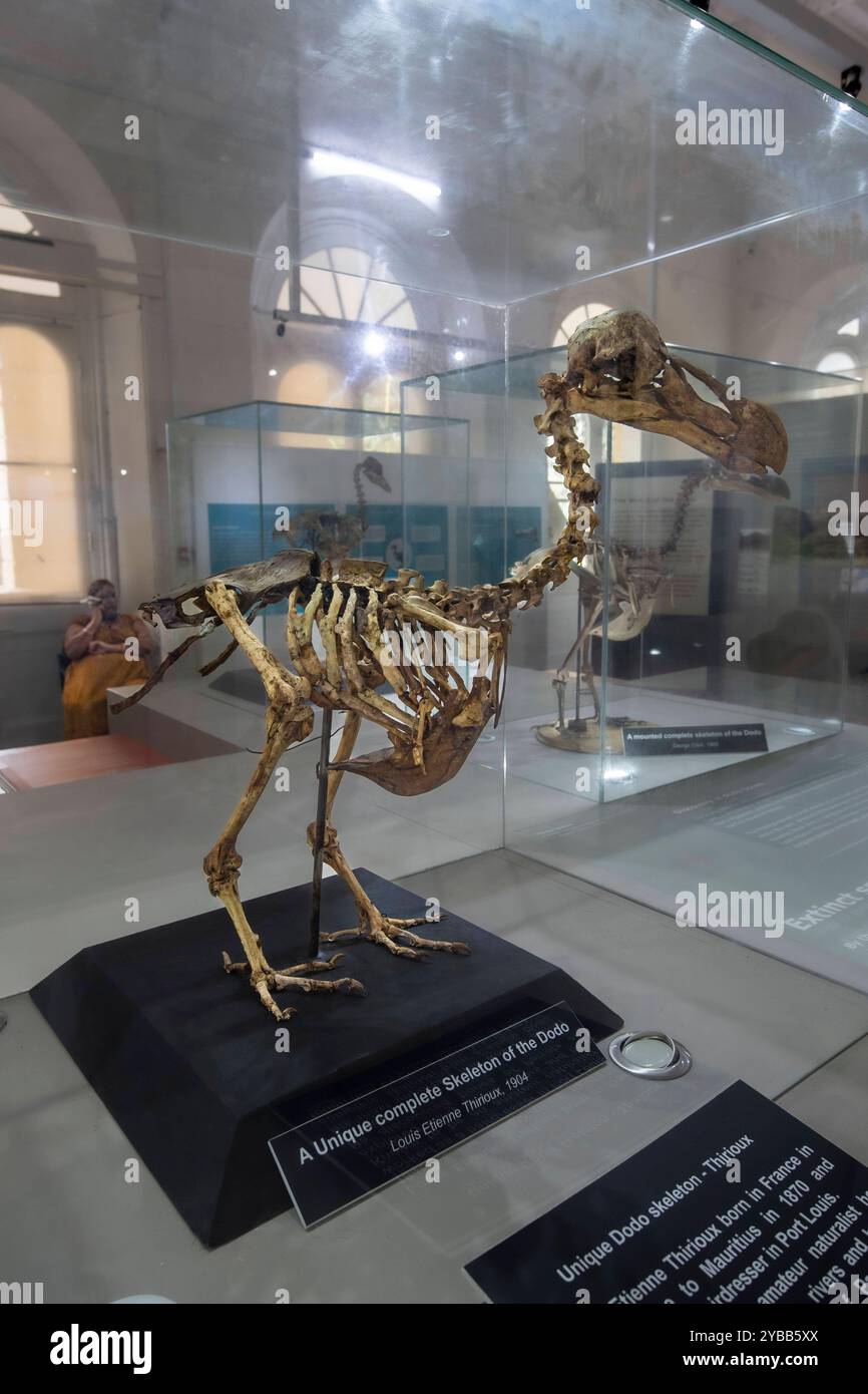 Dodo oder auch die Dronte, seltener Doudo oder Dudu Raphus cucullatus ...