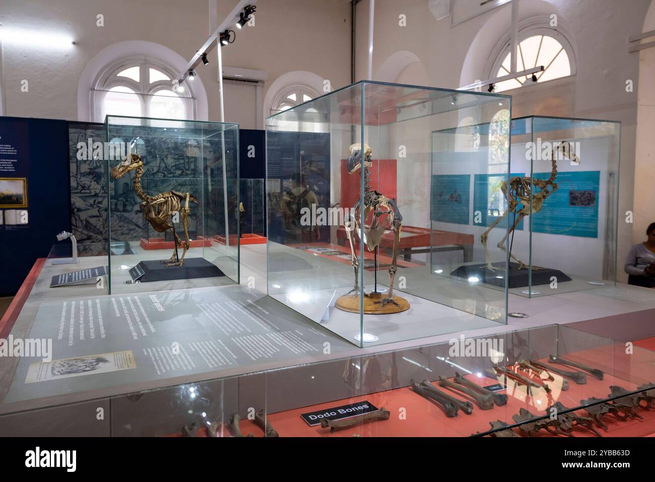 Dodo oder auch die Dronte, seltener Doudo oder Dudu Raphus cucullatus ...