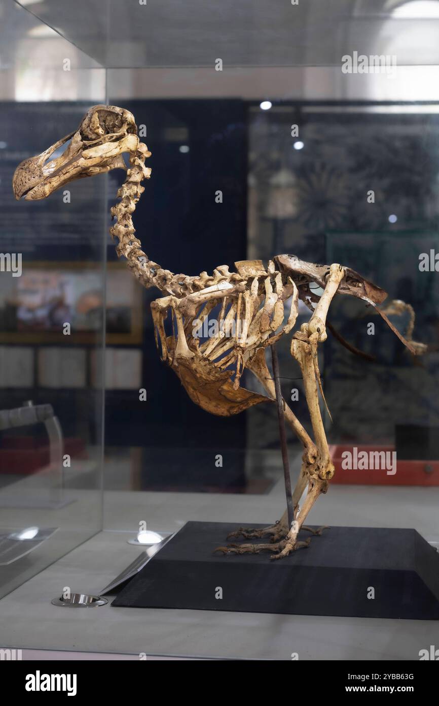 Dodo oder auch die Dronte, seltener Doudo oder Dudu Raphus cucullatus ...