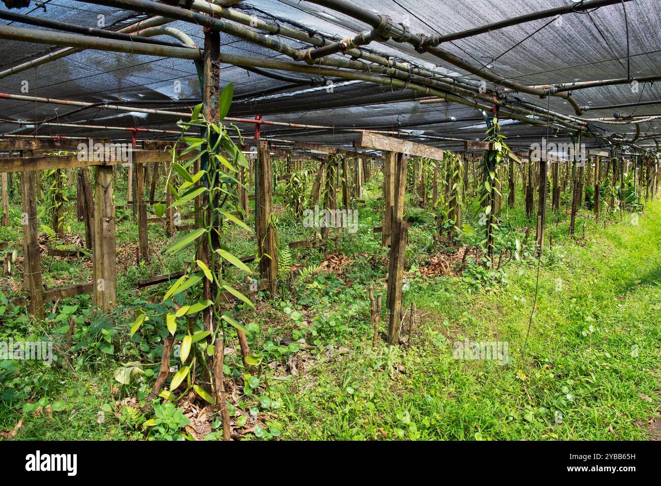 Vanille Vanilla, Le Domaine de Saint Aubin, Zuckerfabrik, Rum, indischer Ozean, Insel, Mauritius ...