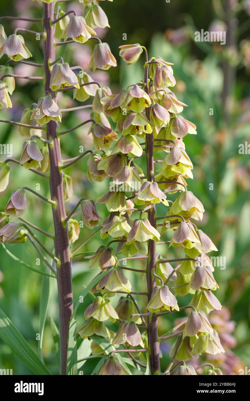 Fritillaria persica Bicolour Magic Bells, Persian Lily, Persian ...