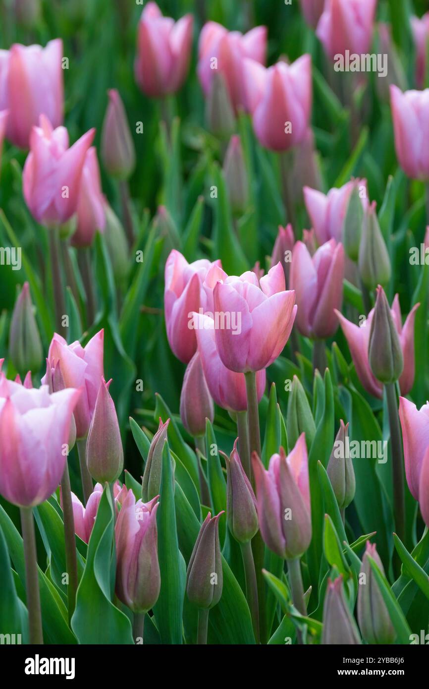 Tulipa Mistress Mystic, tulip Mistress Mystic, shades of pink and ...