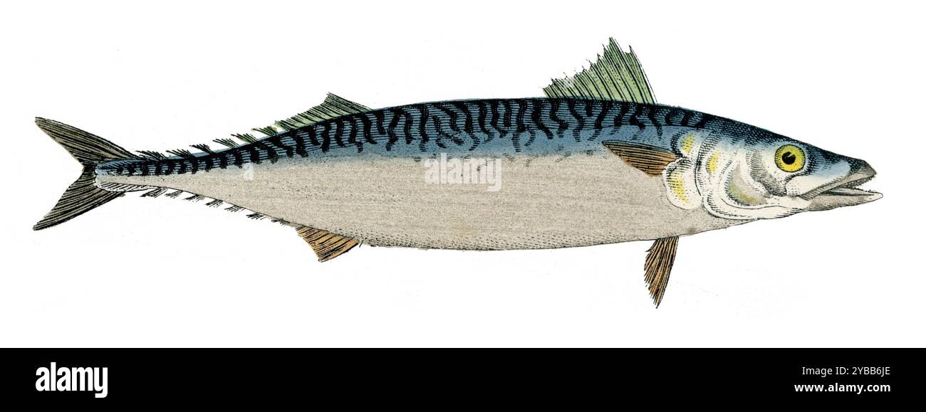 mackerel Scomber scombrus, (, ), Makrele Stock Photo - Alamy