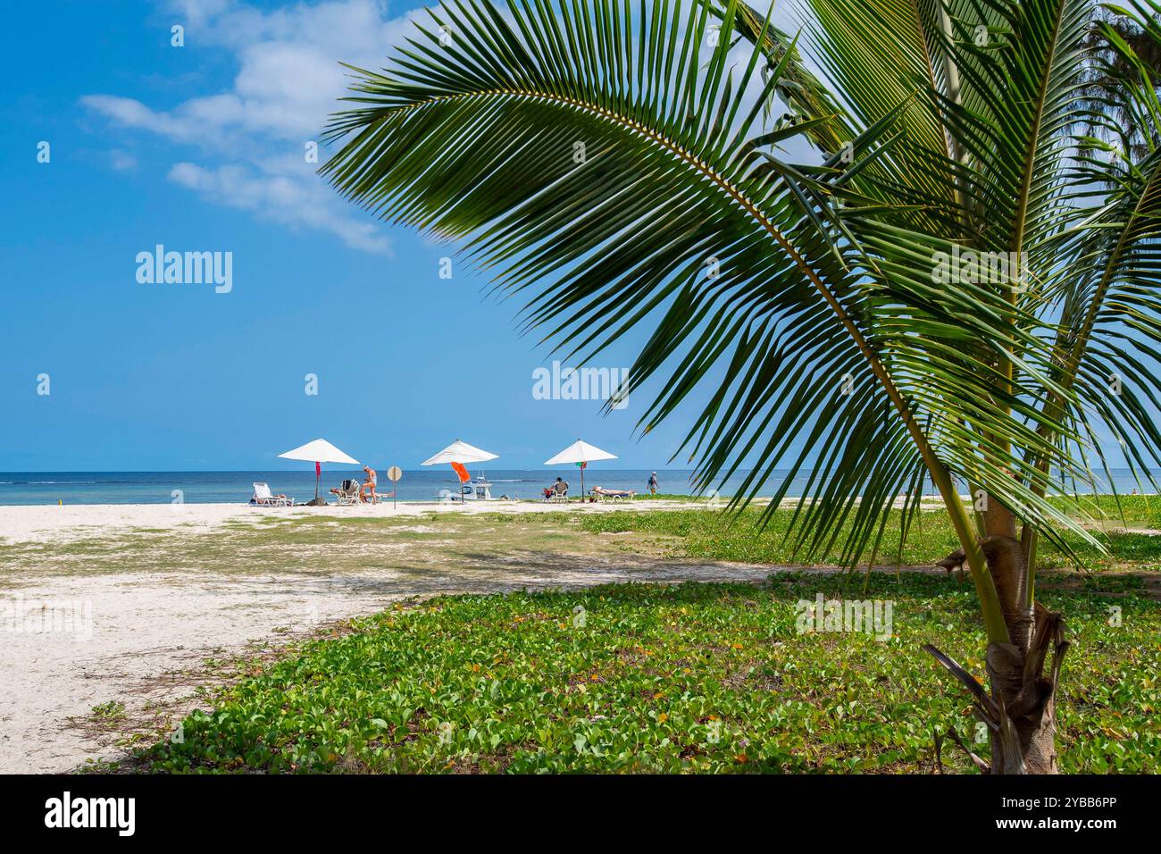 Kokospalme oder Kokosnußpalme Cocos nucifera, Flic en Flac Beach, Strand, indischer Ozean, Insel ...