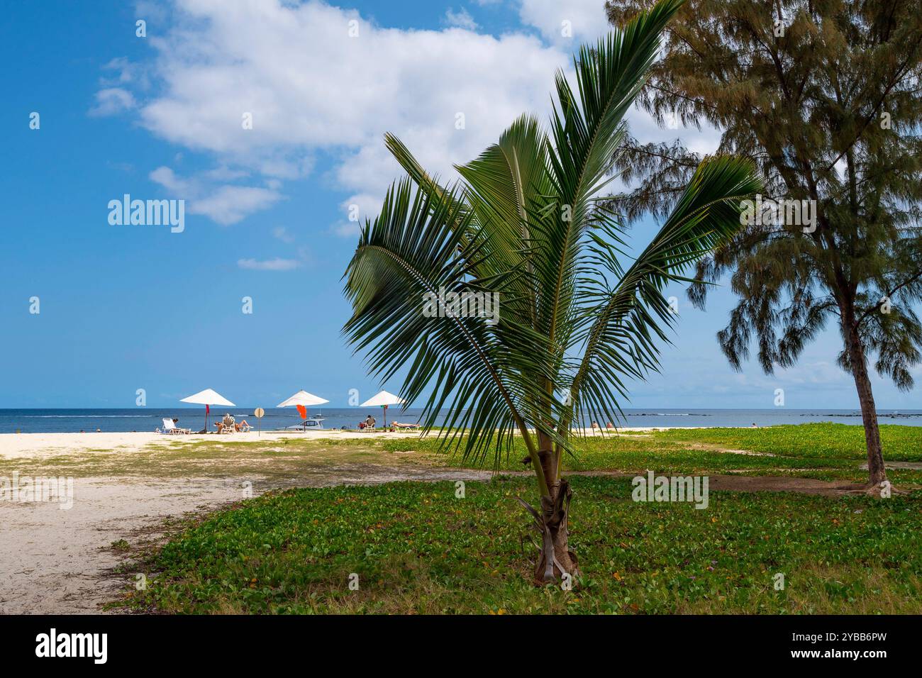 Kokospalme oder Kokosnußpalme Cocos nucifera, Flic en Flac Beach, Strand, indischer Ozean, Insel ...